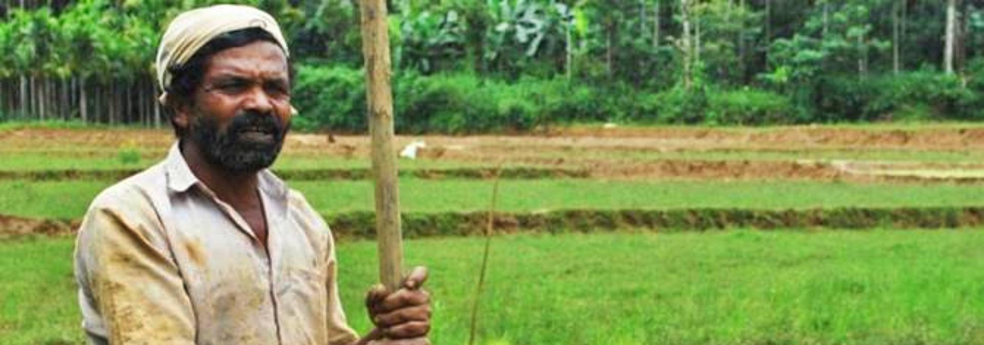 Tyndis - Cheruvayal Raman:Guardian of Paddy | Day with a farmer Tour